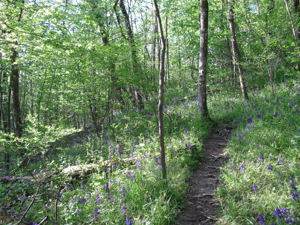 Six Signs of Spring: I give up